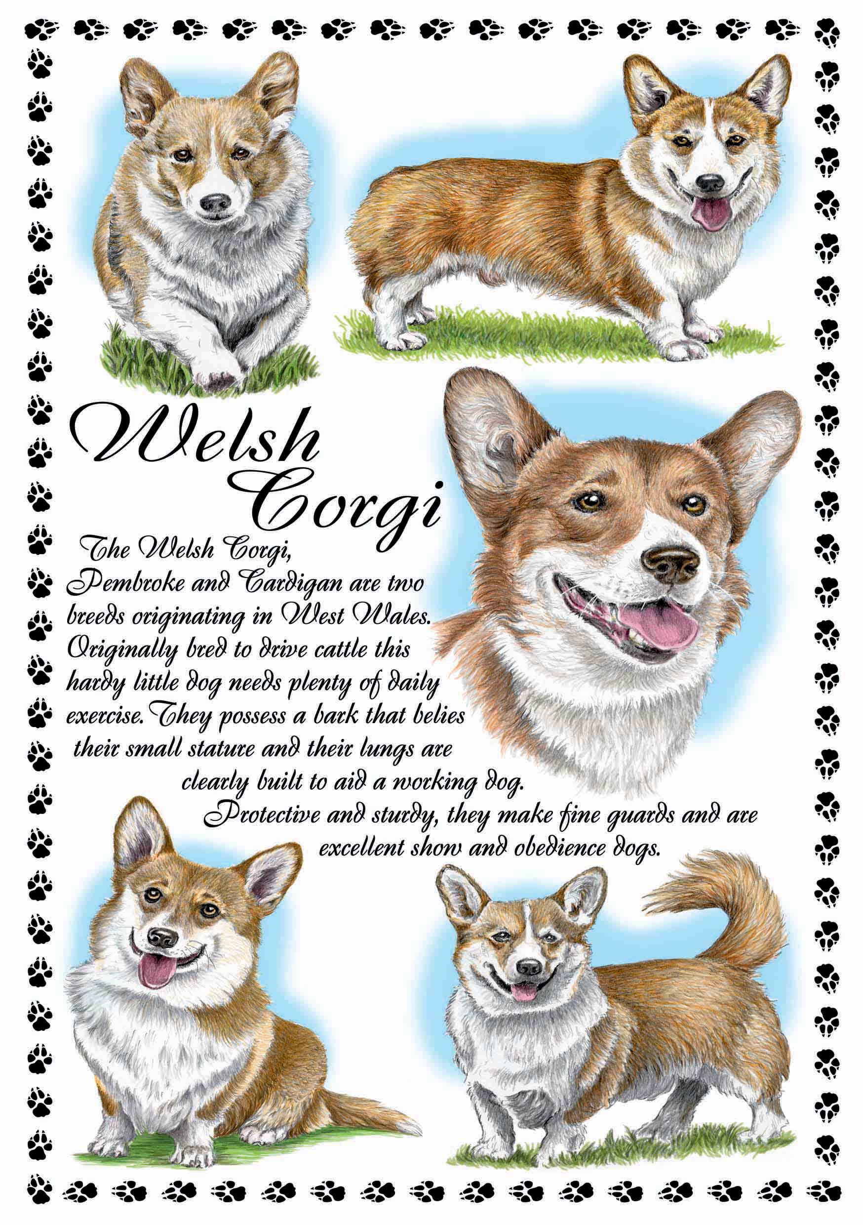 0654 - Welsh Corgi – Celtic Collection Gifts